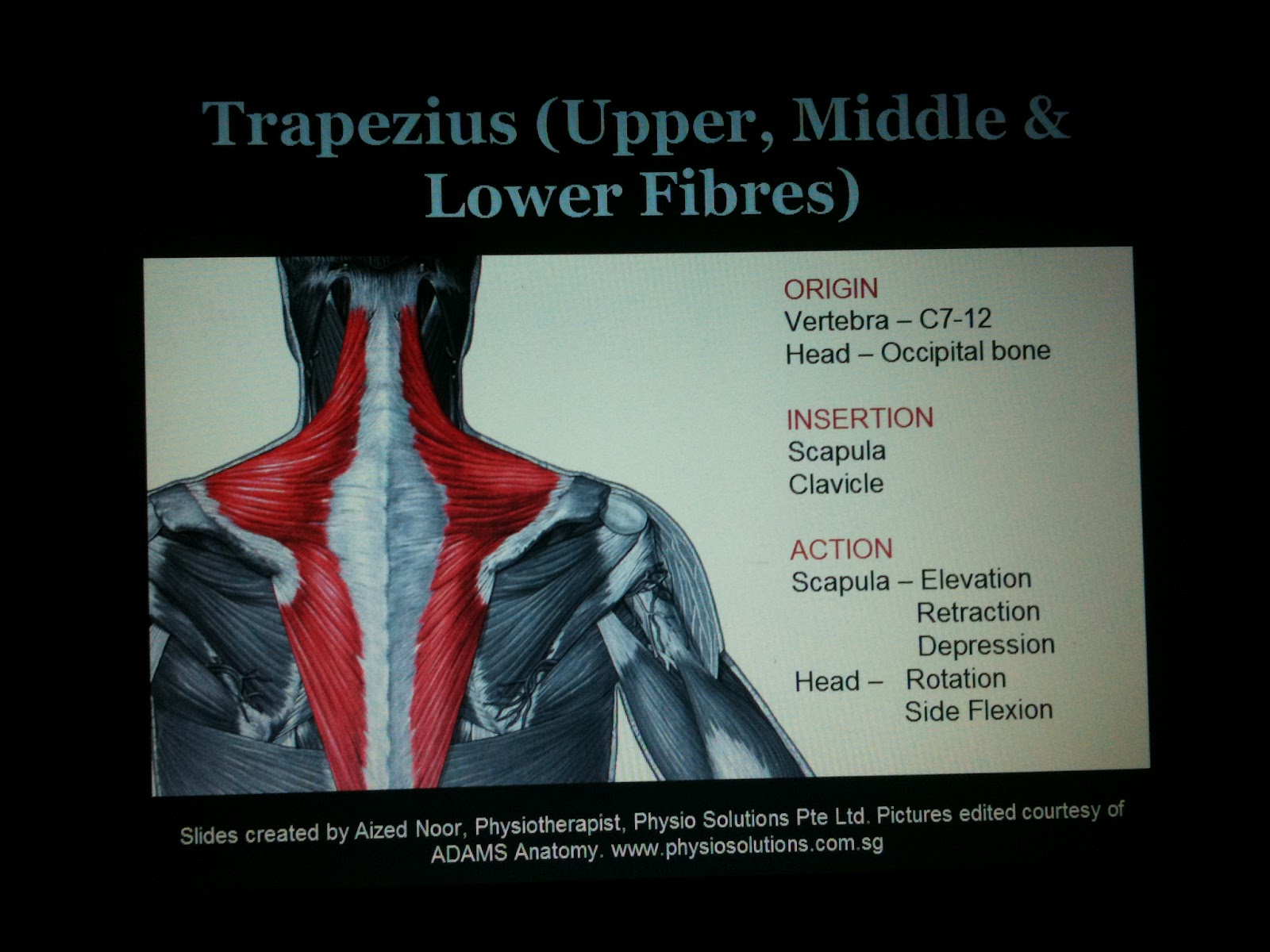 Running Solutions: Kinesio Taping Awareness Course (With Anatomy)